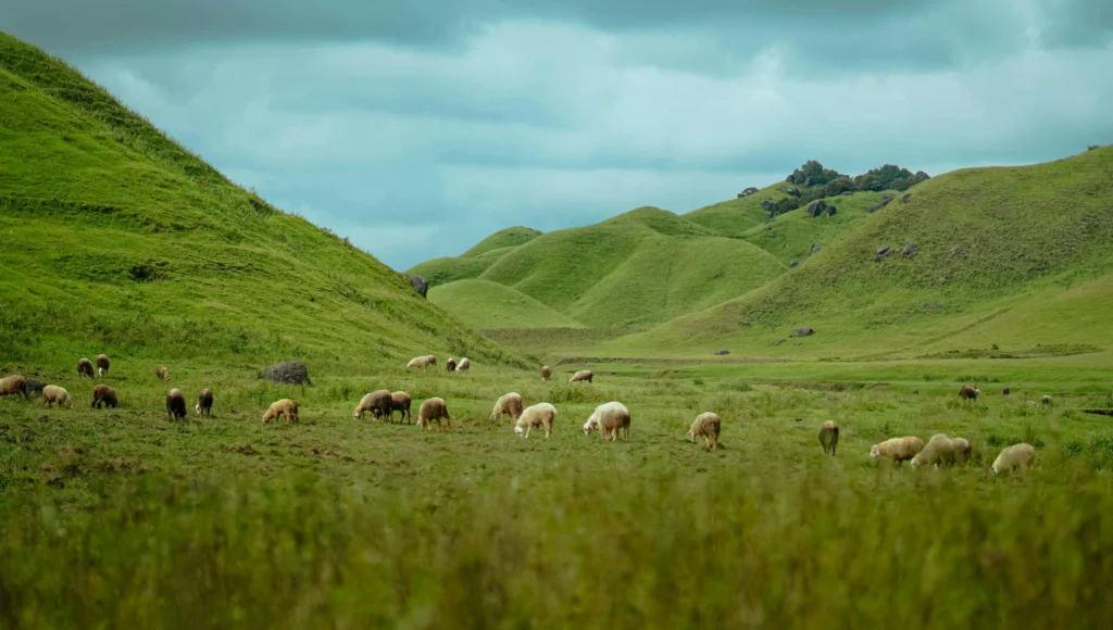 Kyntaiai Valley, Mawkyrwat South West Khasi Hills - Noel Travels
